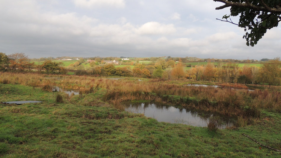 Grass snakes are aquatic, and love wet habitat & ponds - Roborough ...