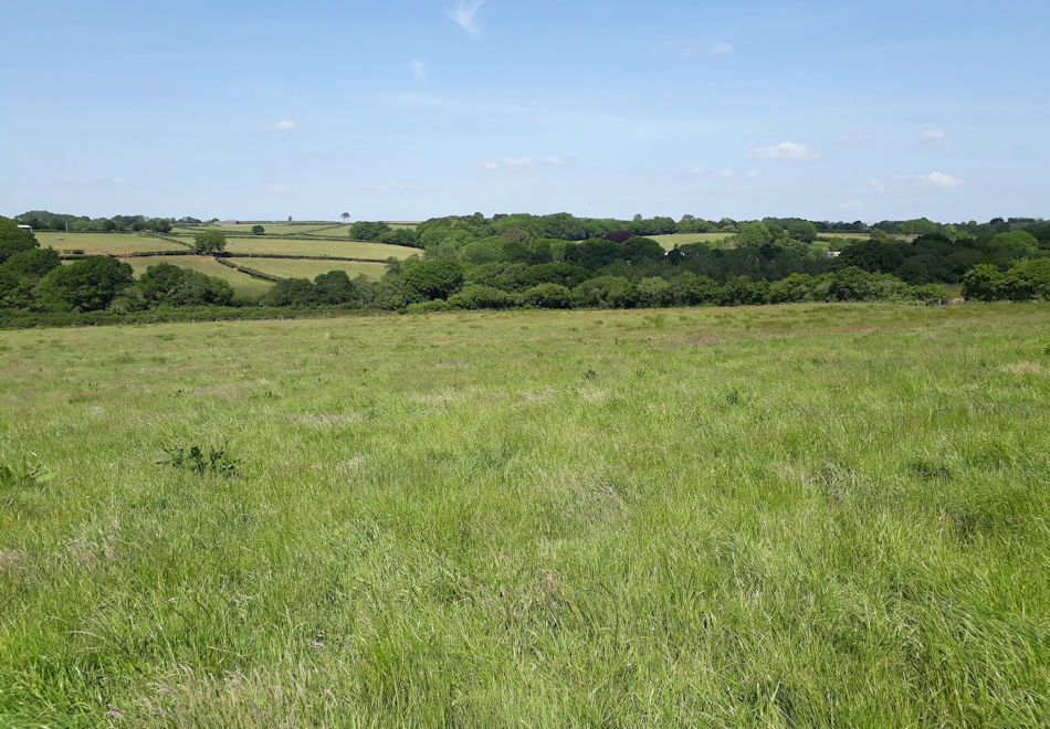 Photos from our rewilding project fields - Roborough Rewilders